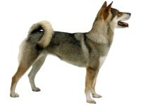 Shikoku Ken : caractère et éducation, santé et entretien, prix...