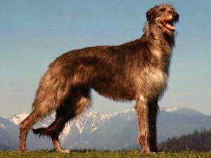 Races de chiens du Maroc